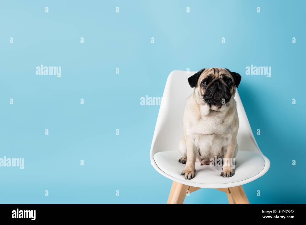 fawn color pug sitting on white chair on blue background with copy ...