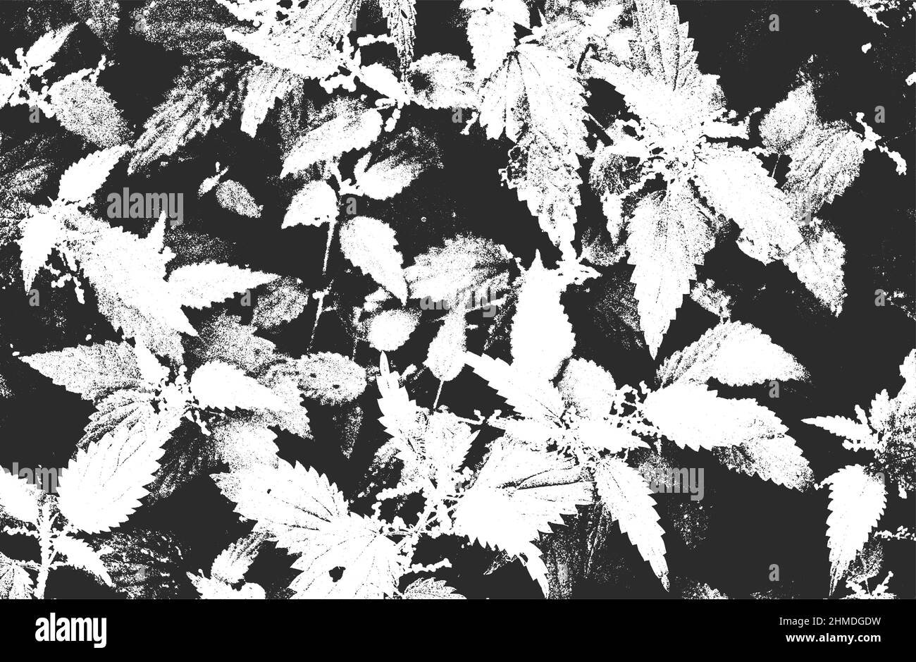 Distressed overlay mint leaf macro texture with streaks. grunge black ...