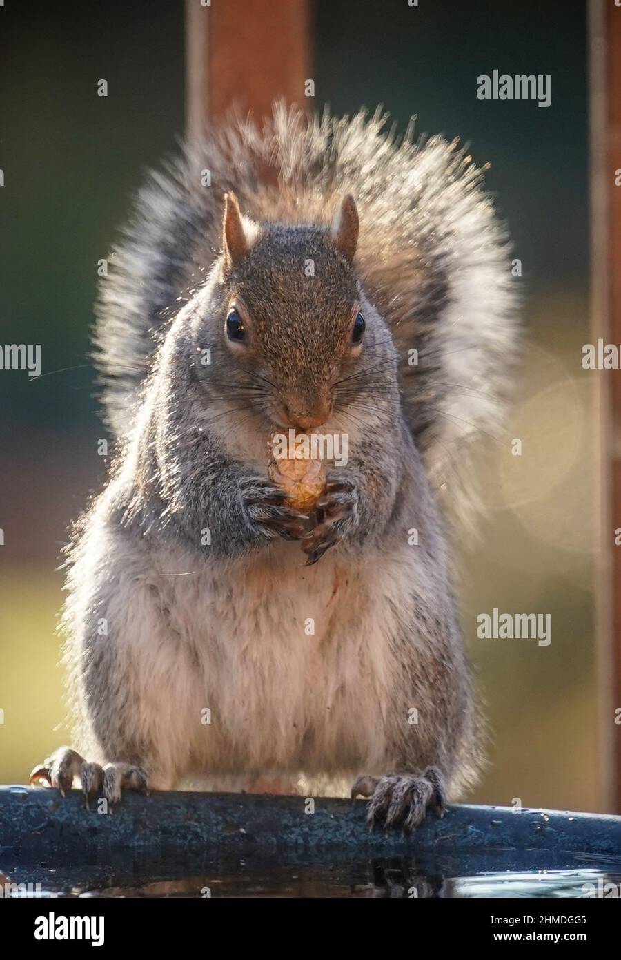 A garden Squirrel finds a peanut Stock Photo - Alamy