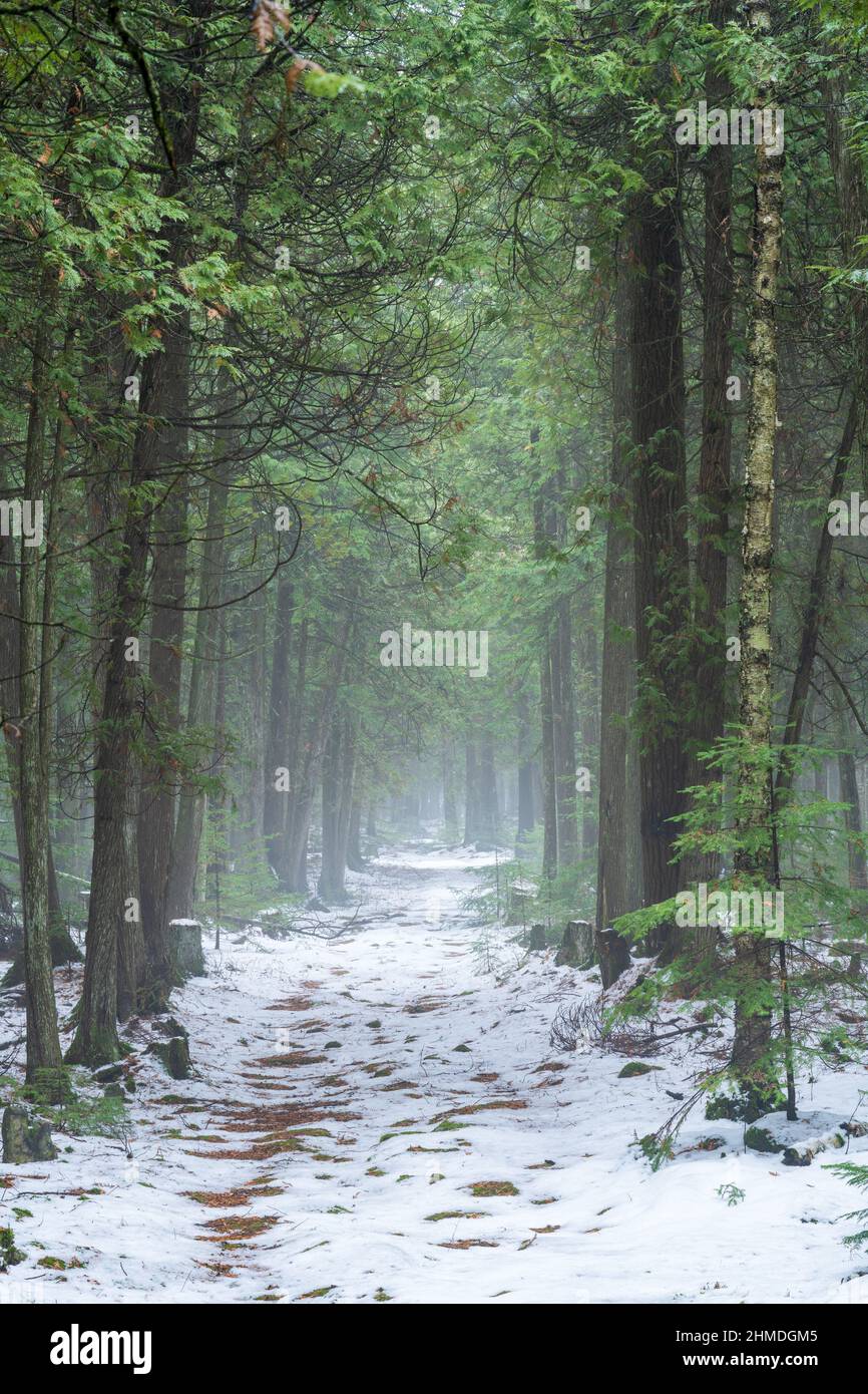 A light fog lends a mysterious feel to an afternoon walk with the dog ...