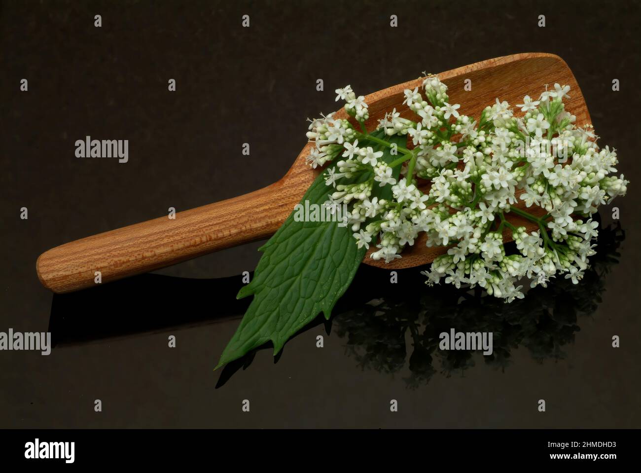 Arznei Baldrian High Resolution Stock Photography and Images - Alamy