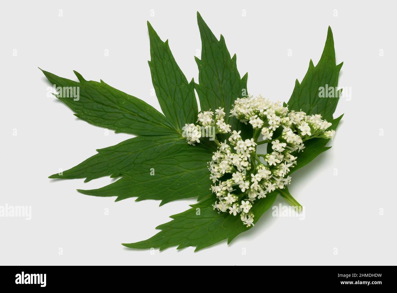 Baldriane hi-res stock photography and images - Alamy