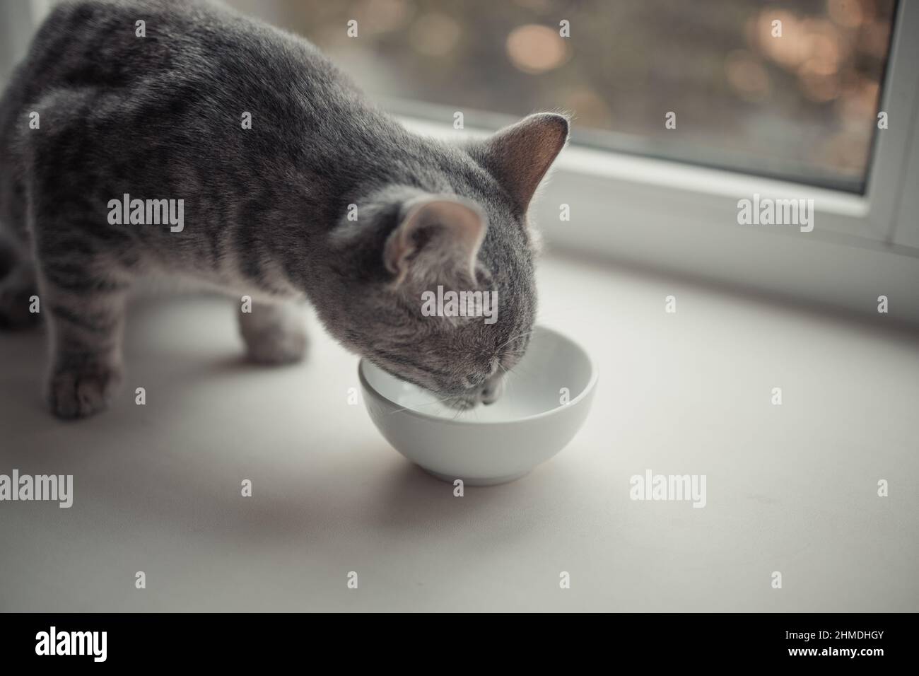 Ceramic plate cute cat hi-res stock photography and images - Alamy