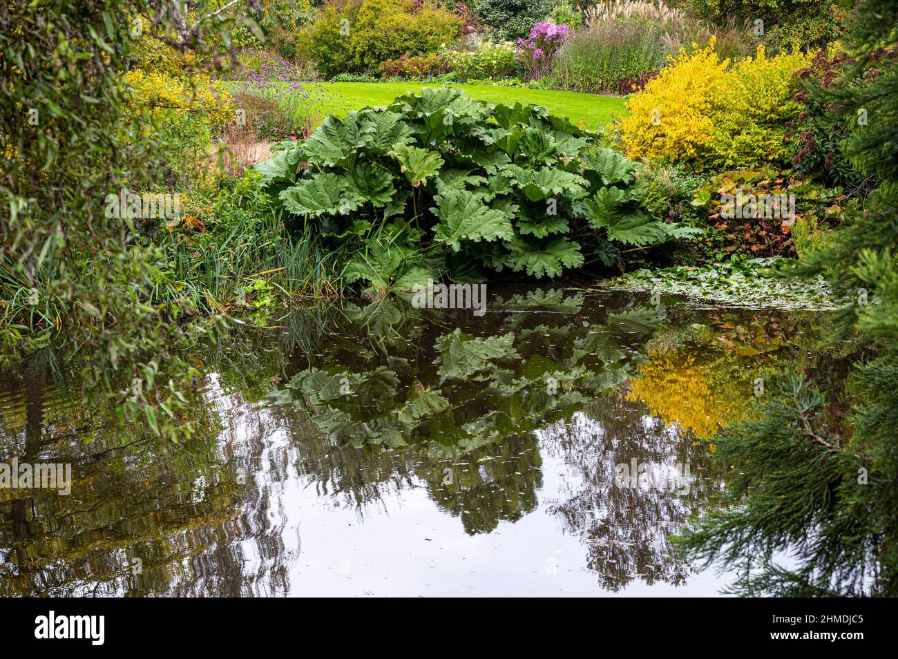 Lower pond RHS Hyde Hall, with large Gunnera reflected in the water ...