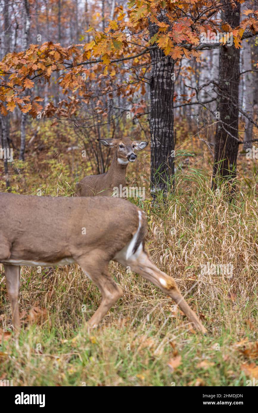 White-tailed doe showing signs of aggression as another doe gets too ...