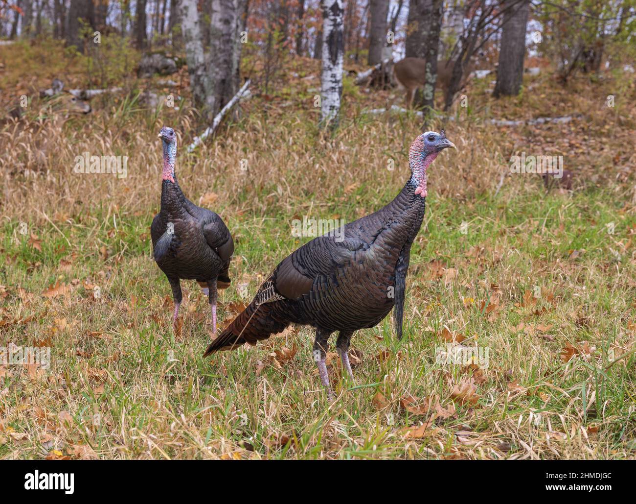 Eastern wild turkeys in northern Wisconsin Stock Photo - Alamy