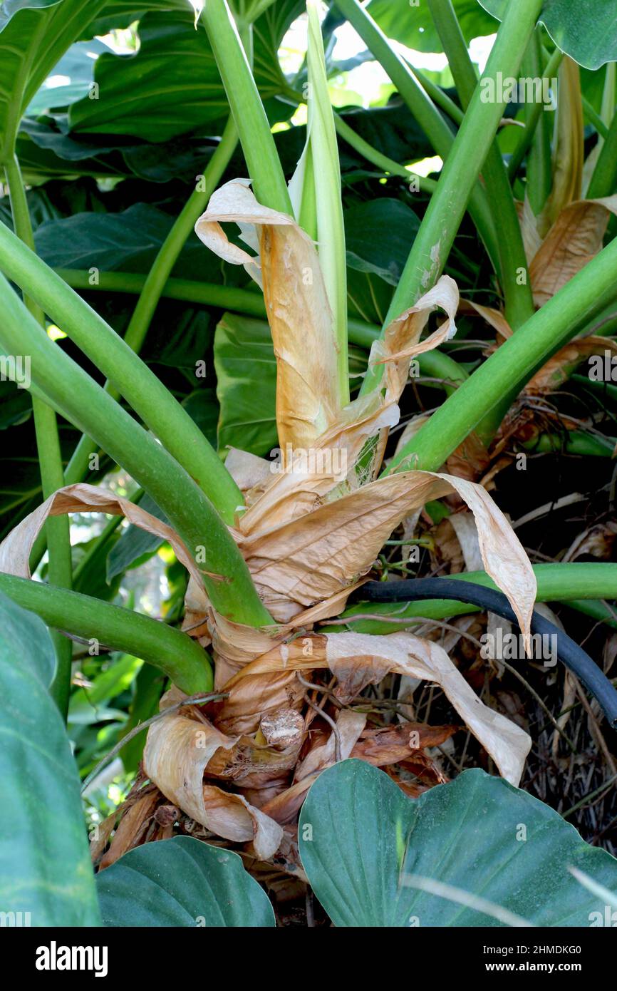 Close up of fronds stemming from the center of a Philodendron plant ...