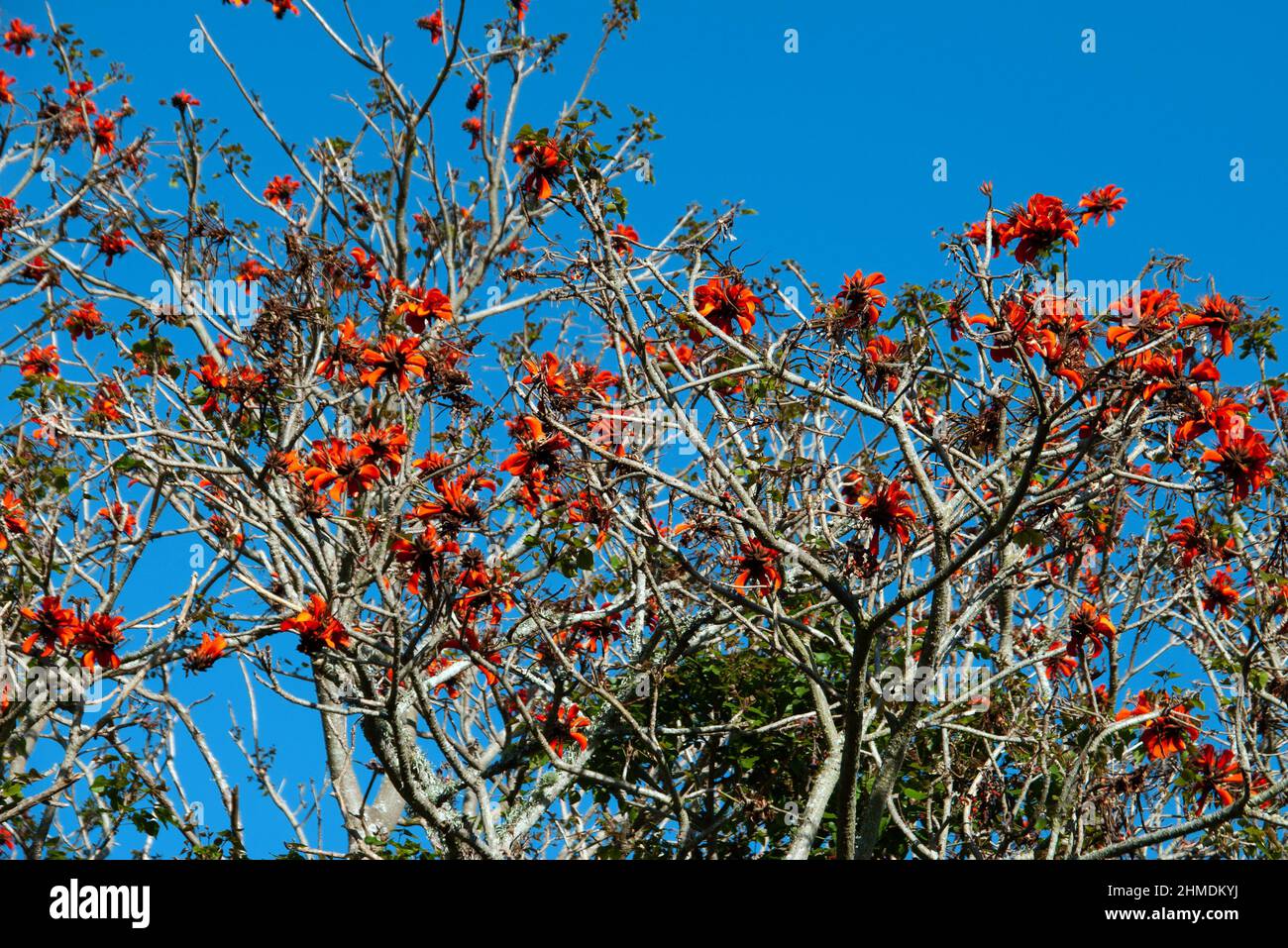 Plant of sheltered coastal forests and grassland hi-res stock ...