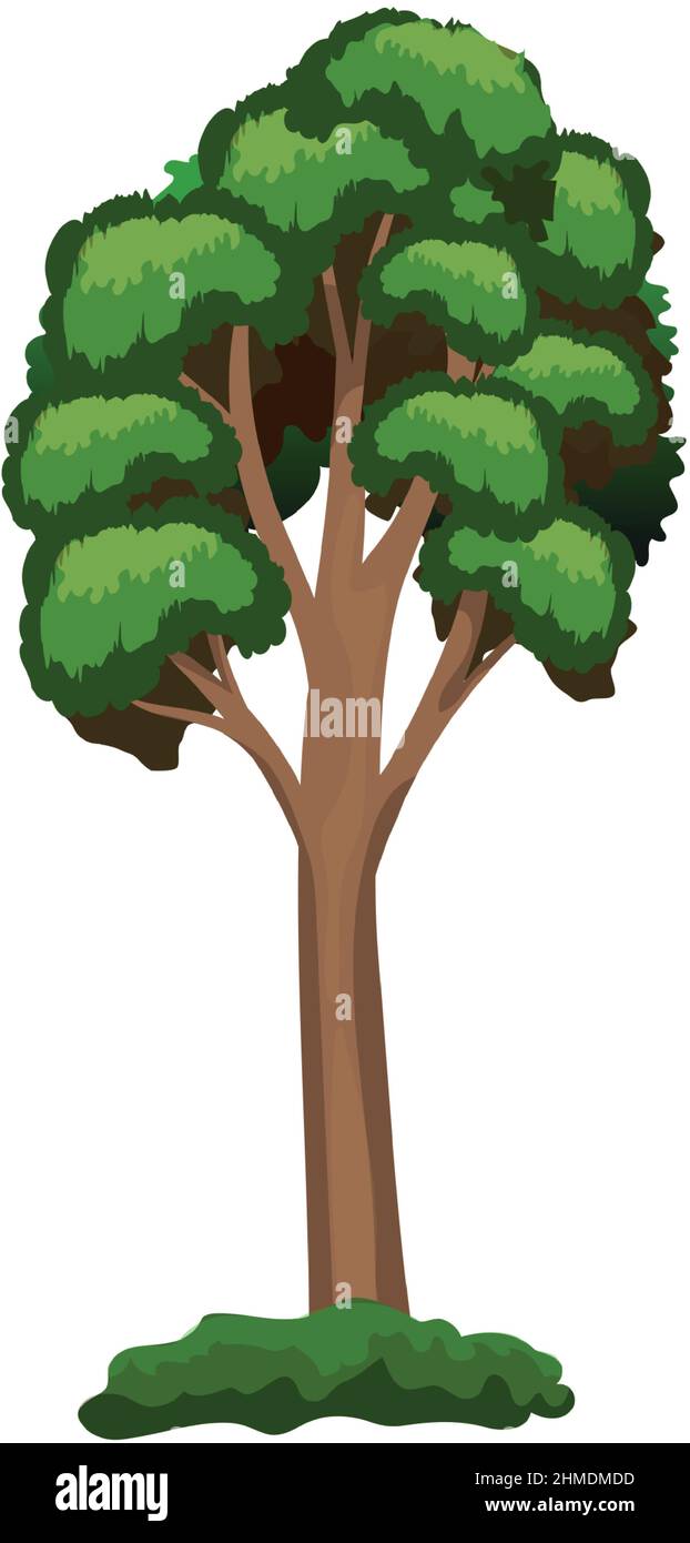 Realistic green tall pine tree isolated on white background - Vector ...