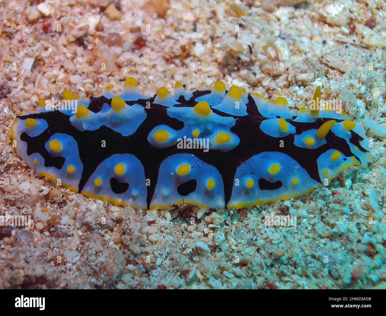 A Varicose Wart Slug (Phyllidia Varicosa) in the Red Sea, Egypt Stock ...