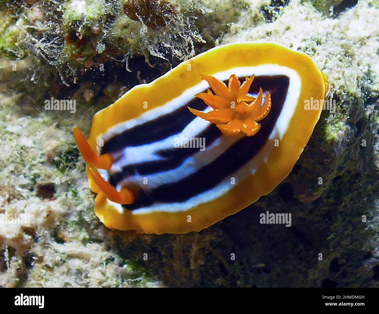 A Pyjama Nudibranch (Chromodoris Quadcolour) in the Red Sea Stock Photo ...