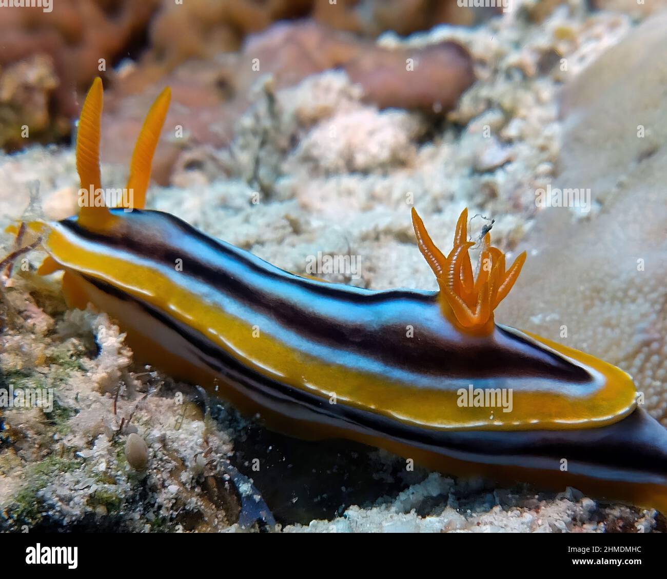 A Pyjama Nudibranch (Chromodoris Quadcolour) in the Red Sea Stock Photo ...