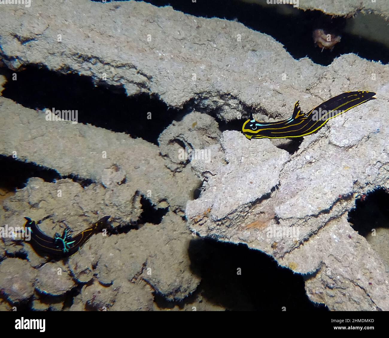 Tambja affinis hi-res stock photography and images - Alamy