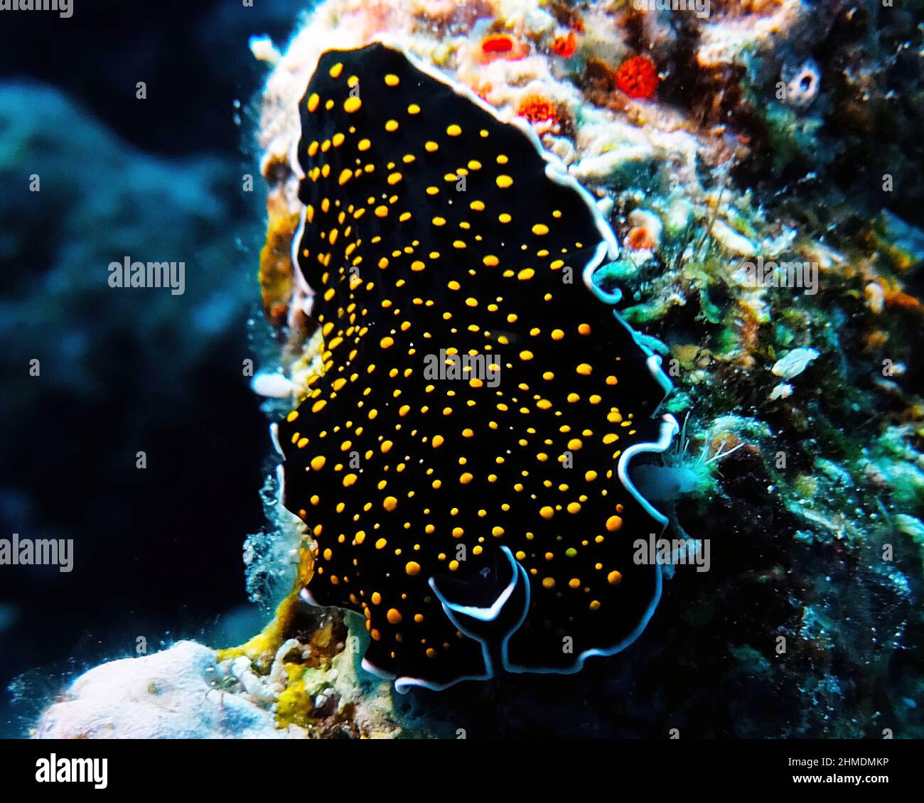 A Gold Spotted Flatworm (Thysanozoon nigropapillosum) in the Red Sea ...