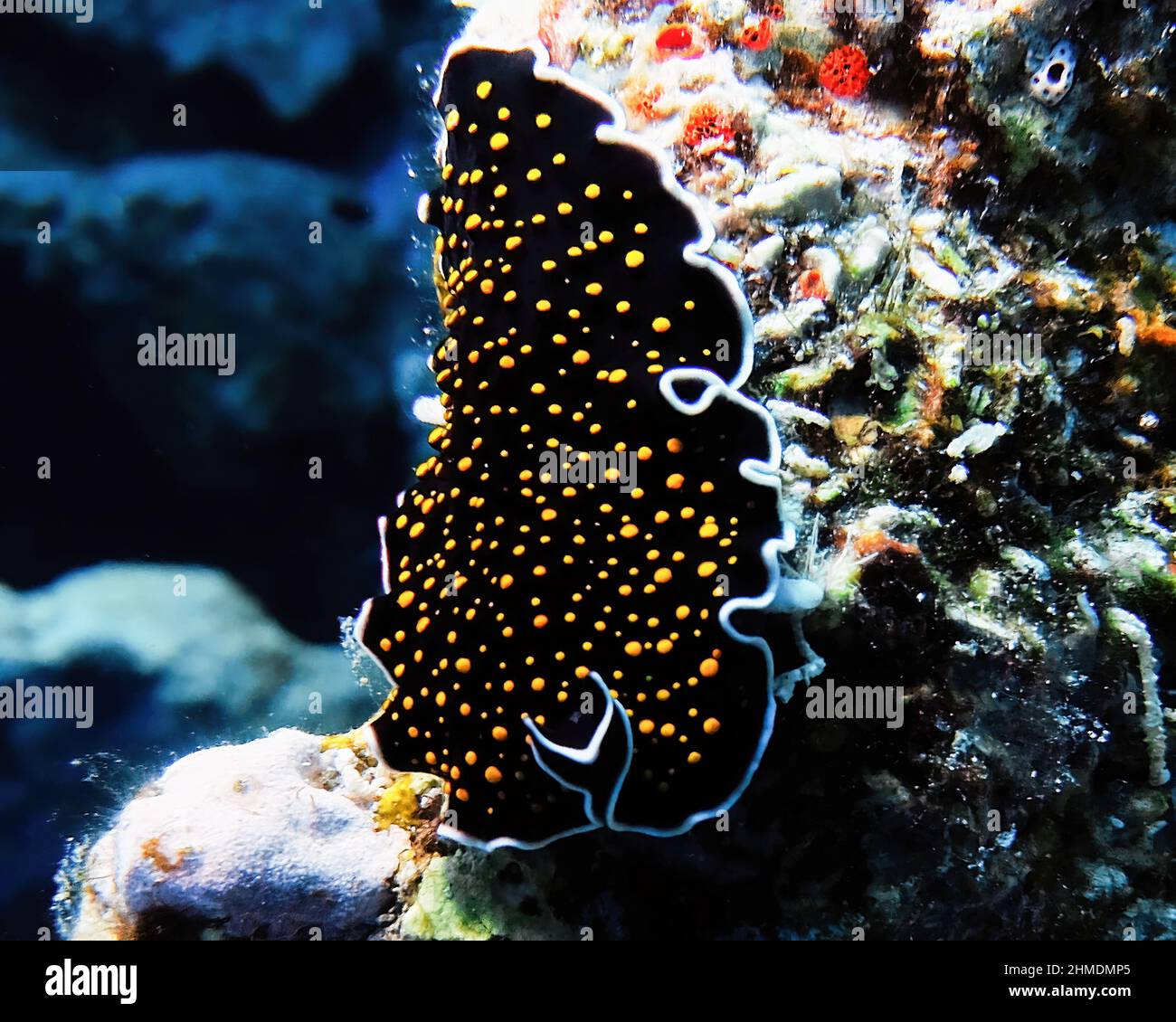 A Gold Spotted Flatworm (Thysanozoon nigropapillosum) in the Red Sea ...