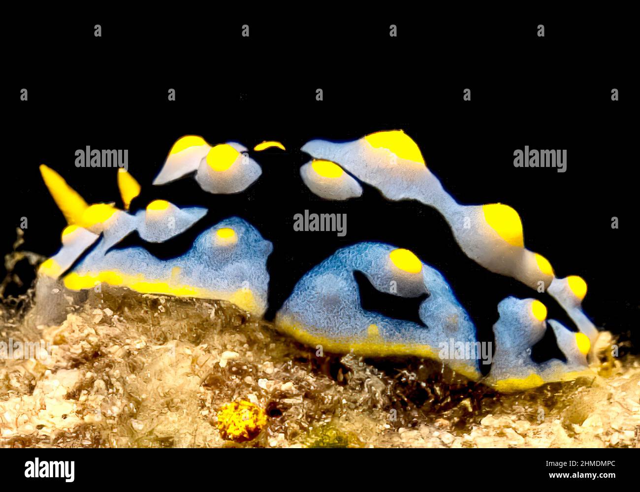 A Varicose Wart Slug (Phyllidia Varicosa) in the Red Sea, Egypt Stock ...