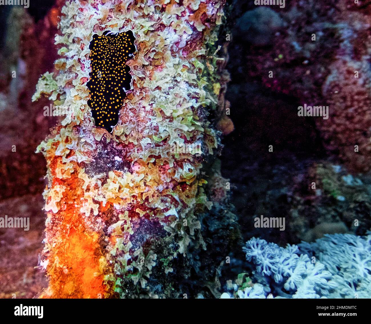 A Gold Spotted Flatworm (Thysanozoon nigropapillosum) in the Red Sea ...