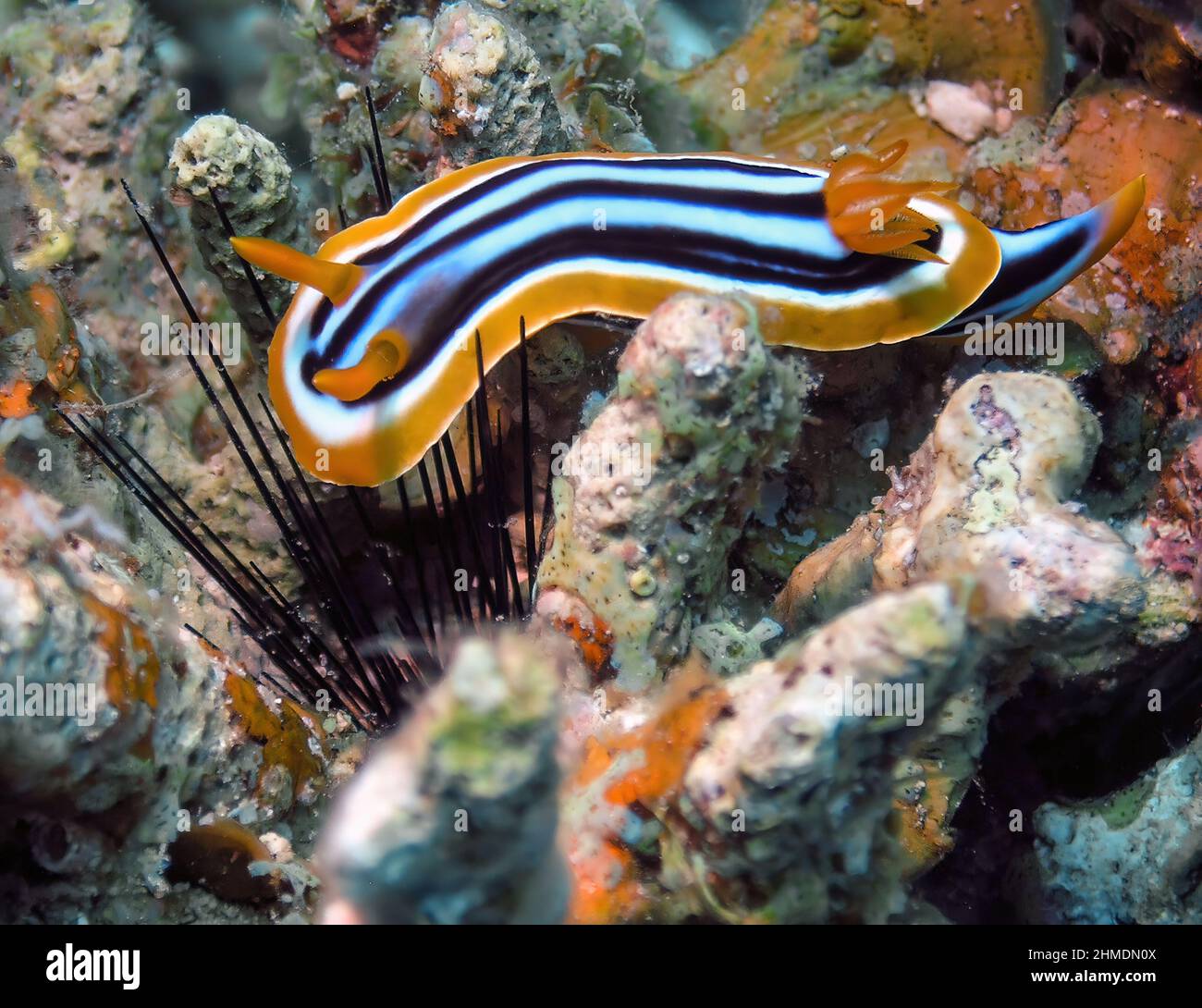 A Pyjama Nudibranch (Chromodoris Quadcolour) in the Red Sea Stock Photo ...