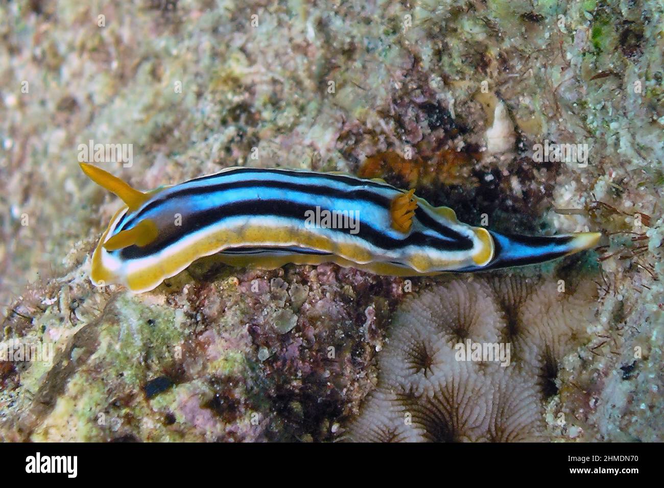 A Pyjama Nudibranch (Chromodoris Quadcolour) in the Red Sea Stock Photo ...