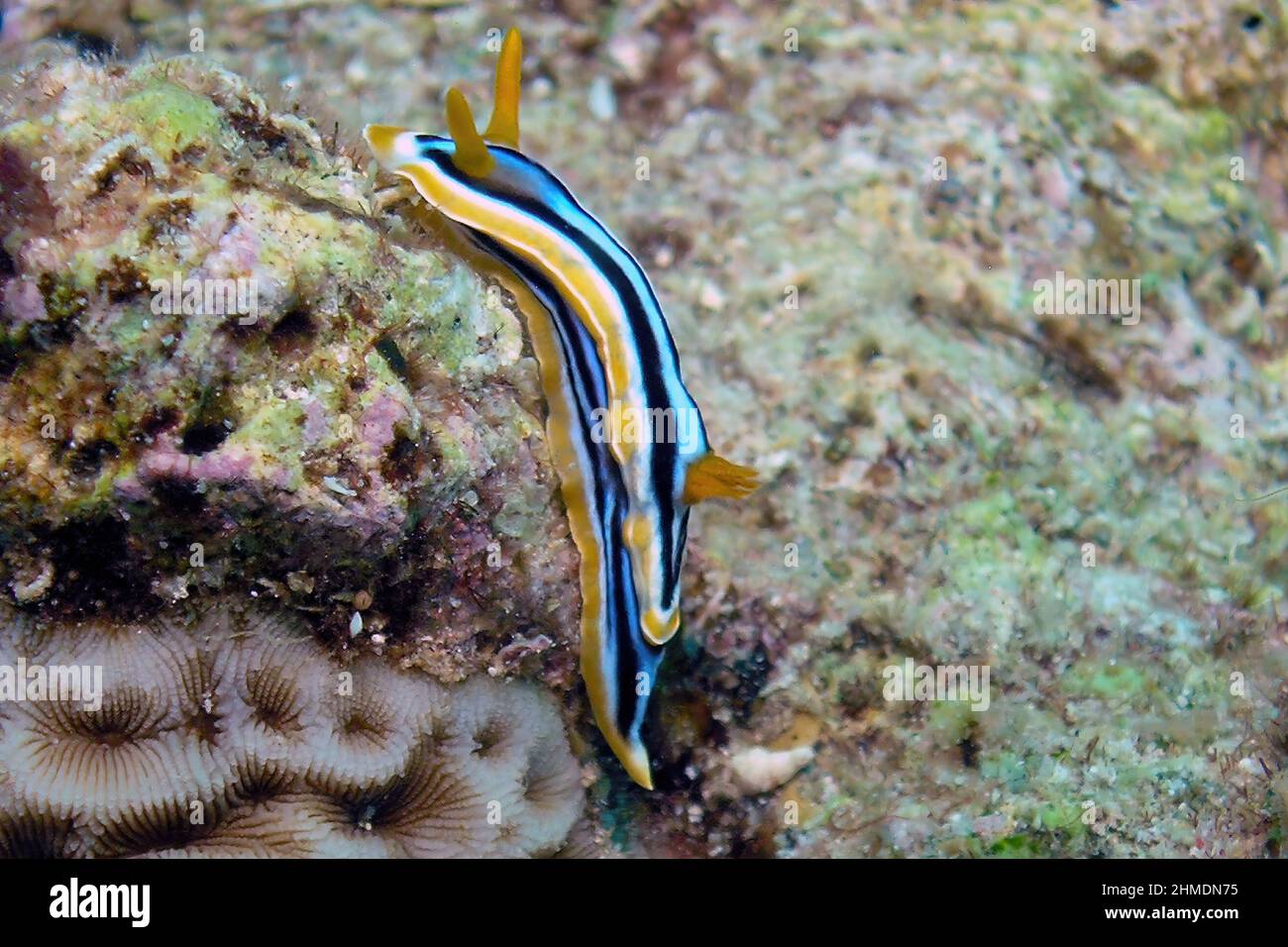 A Pyjama Nudibranch (Chromodoris Quadcolour) in the Red Sea Stock Photo ...