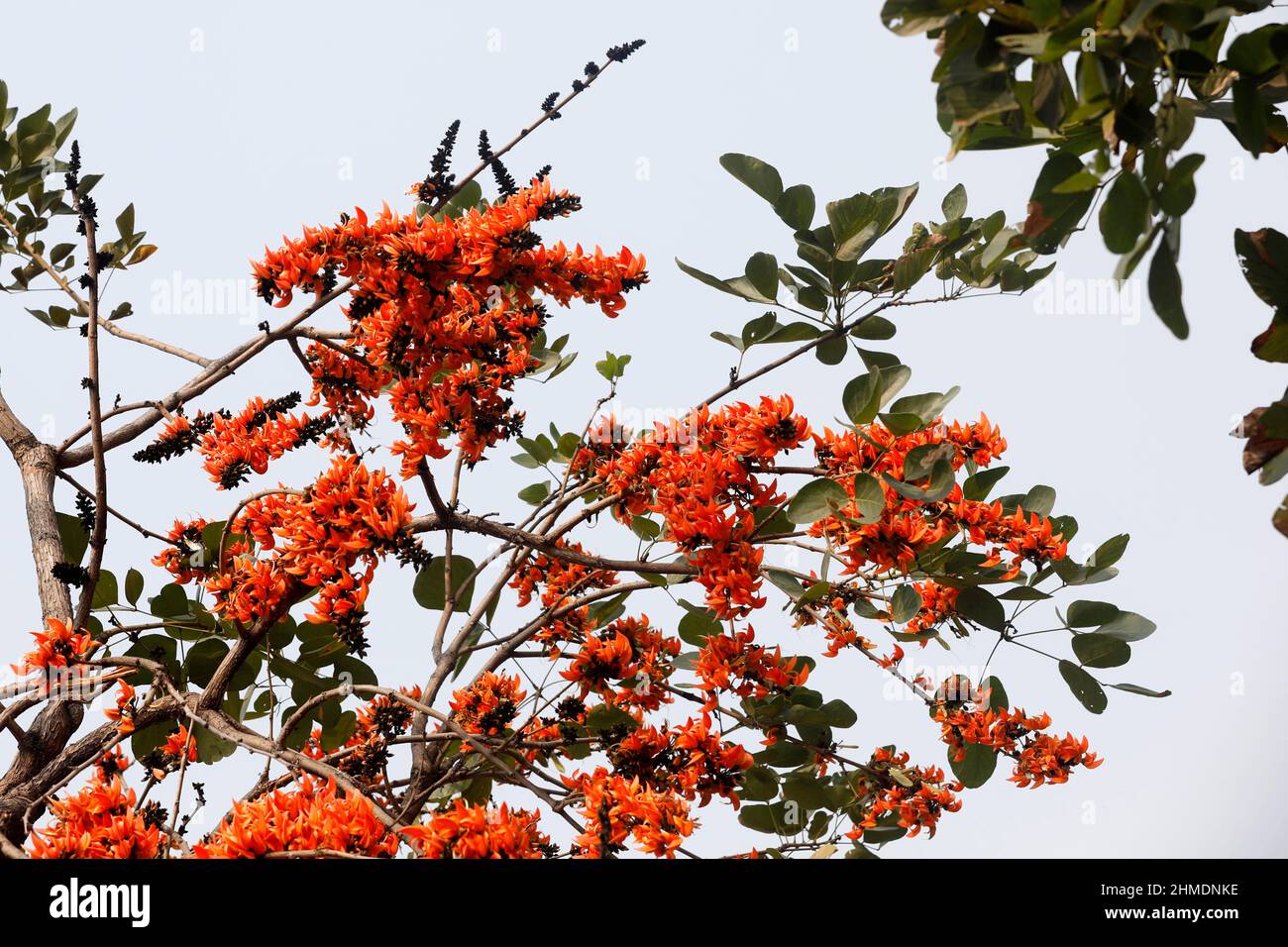 Dhaka, Bangladesh - February 09, 2022: Palash (flame of the forest) is ...