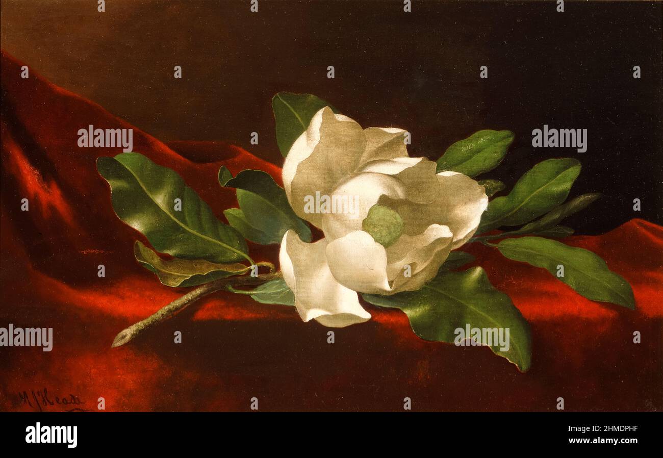 Magnolia, still life painting by Martin Johnson Heade, 1885-1895 Stock ...