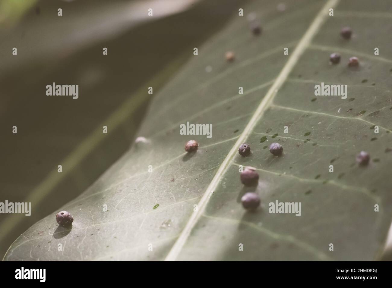 Abstract BANNER larvae of insect eggs ball shape accuracy lie beauty ...