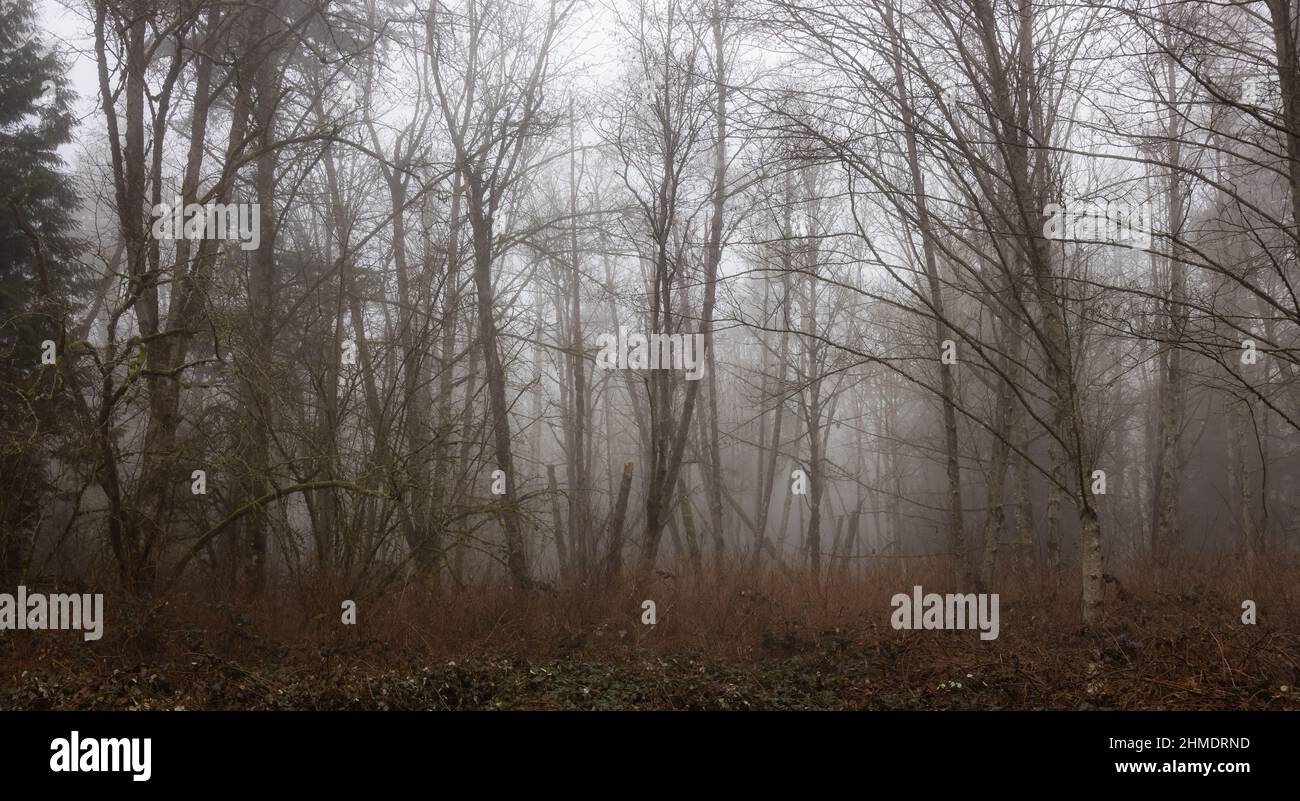 Canadian rain forest with green trees. Early morning fog in winter ...