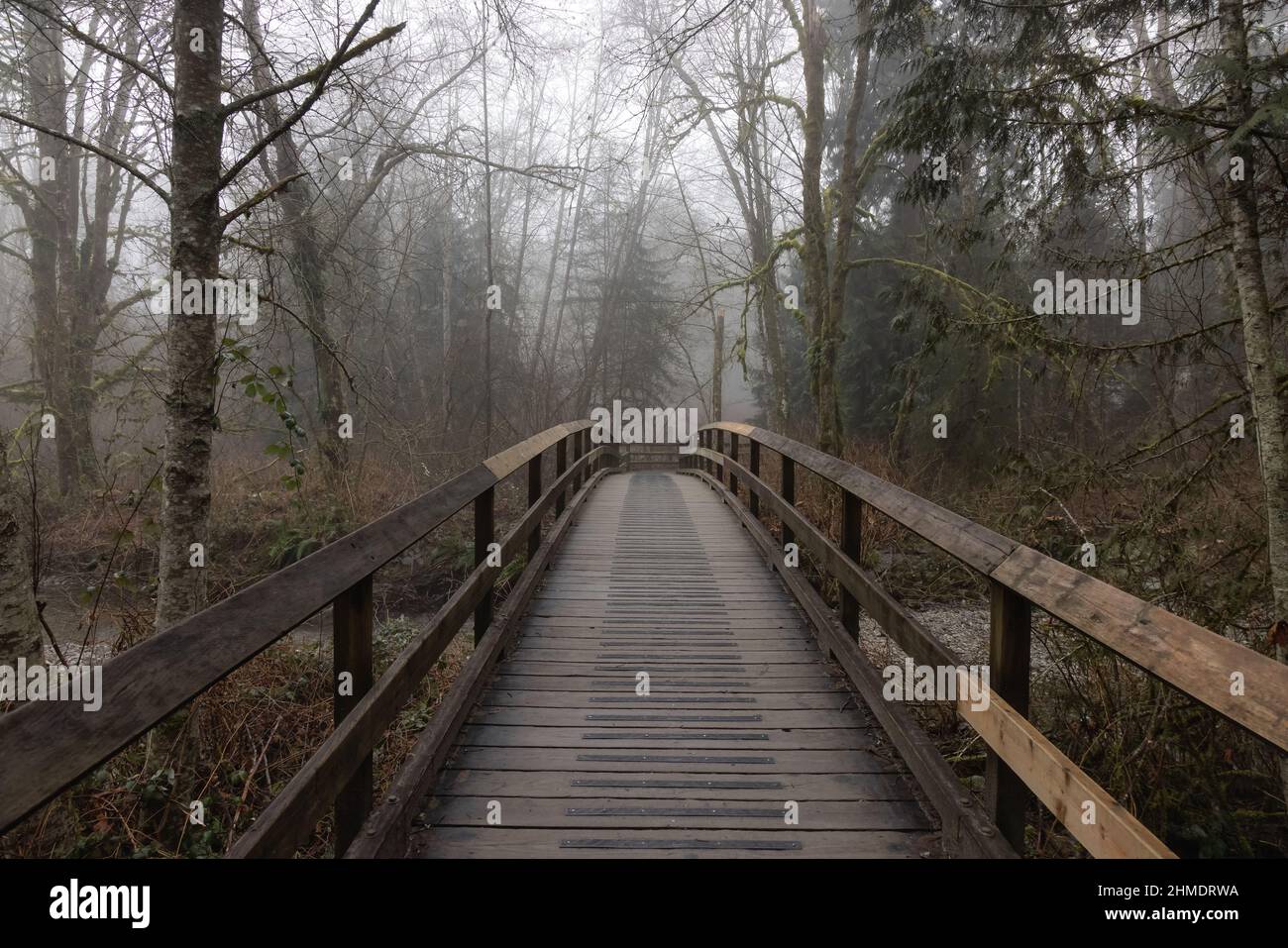 Path in the Canadian rain forest with green trees Stock Photo - Alamy