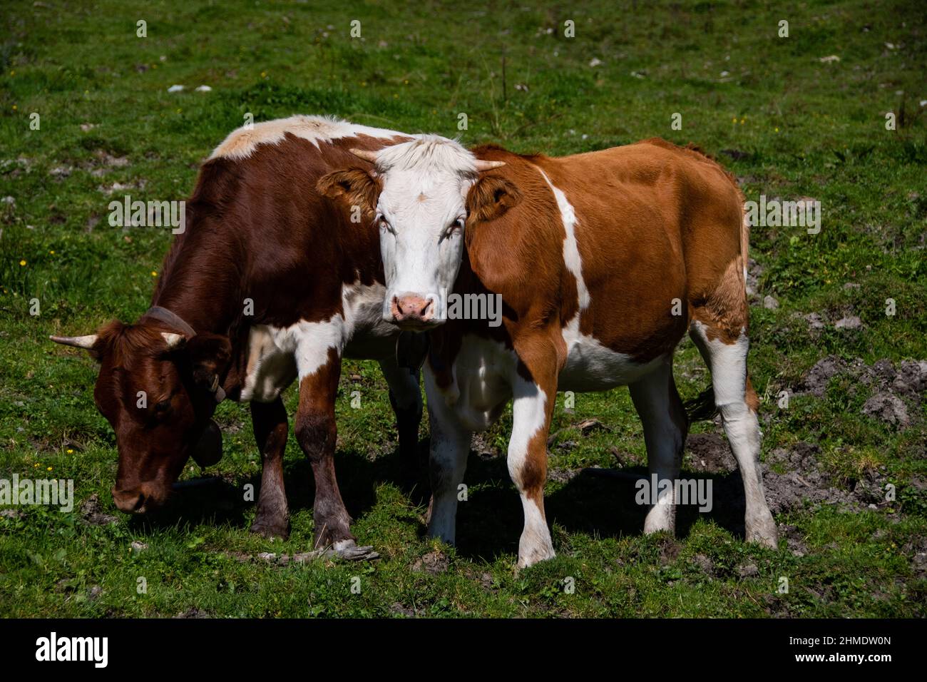 Two Simmental cattle with horns and cowbells around their necks Stock ...
