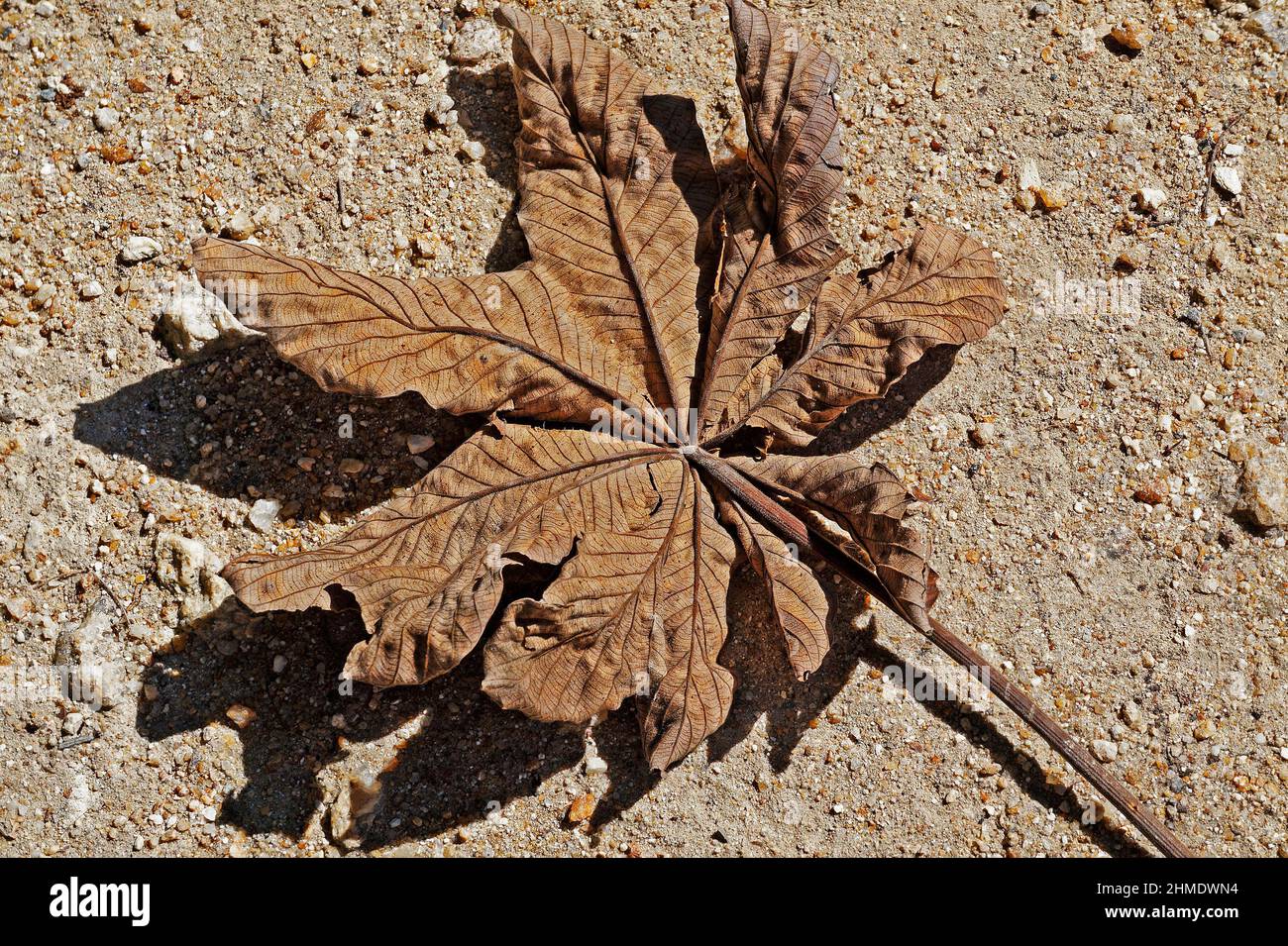 Dead leaf pattern hi-res stock photography and images - Alamy