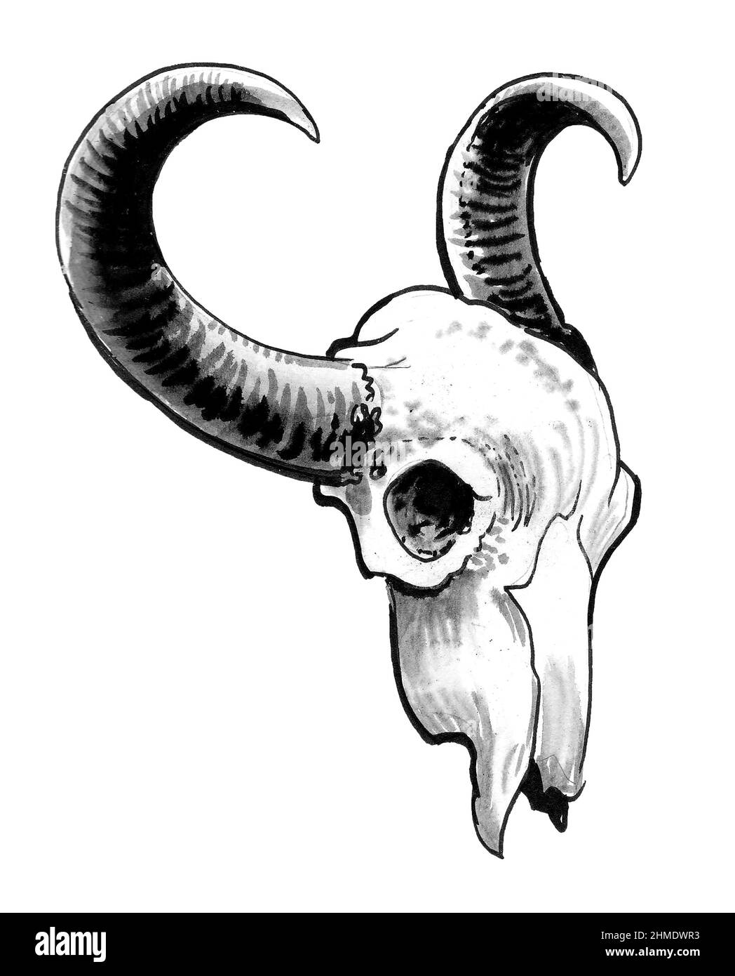 Bull skull drawing Black and White Stock Photos & Images - Alamy