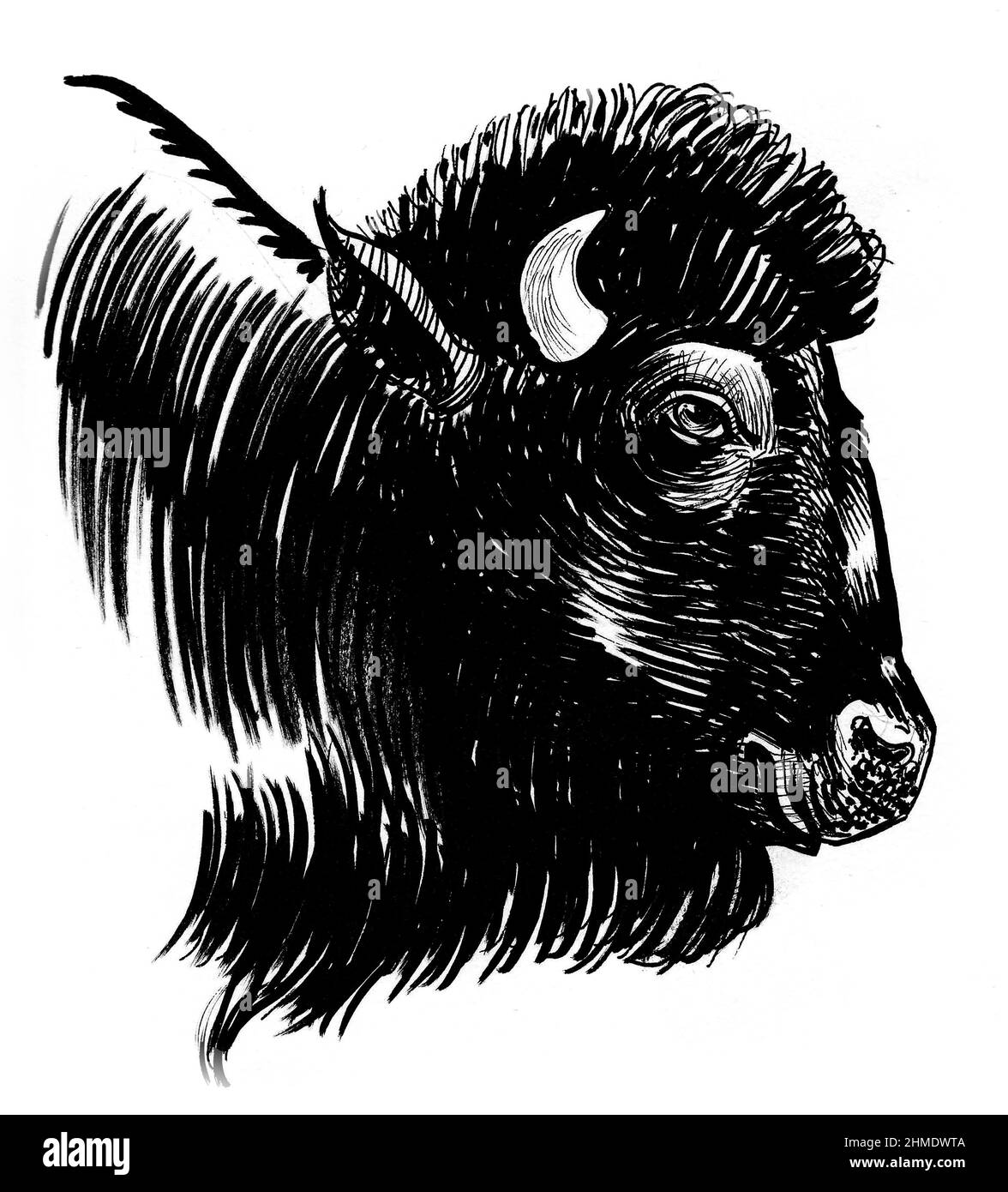 Bison bull head. Ink black and white drawing Stock Photo - Alamy