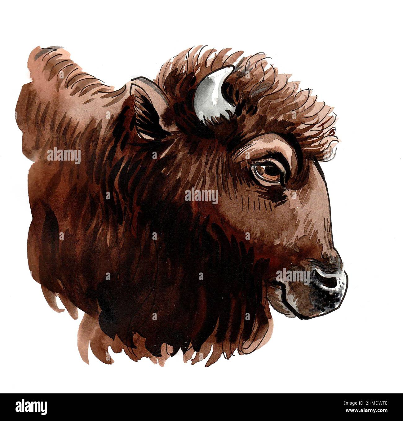 Bison bull head. Ink and watercolour drawing Stock Photo - Alamy