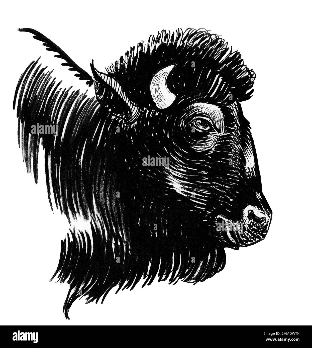Bison bull head. Ink black and white drawing Stock Photo - Alamy