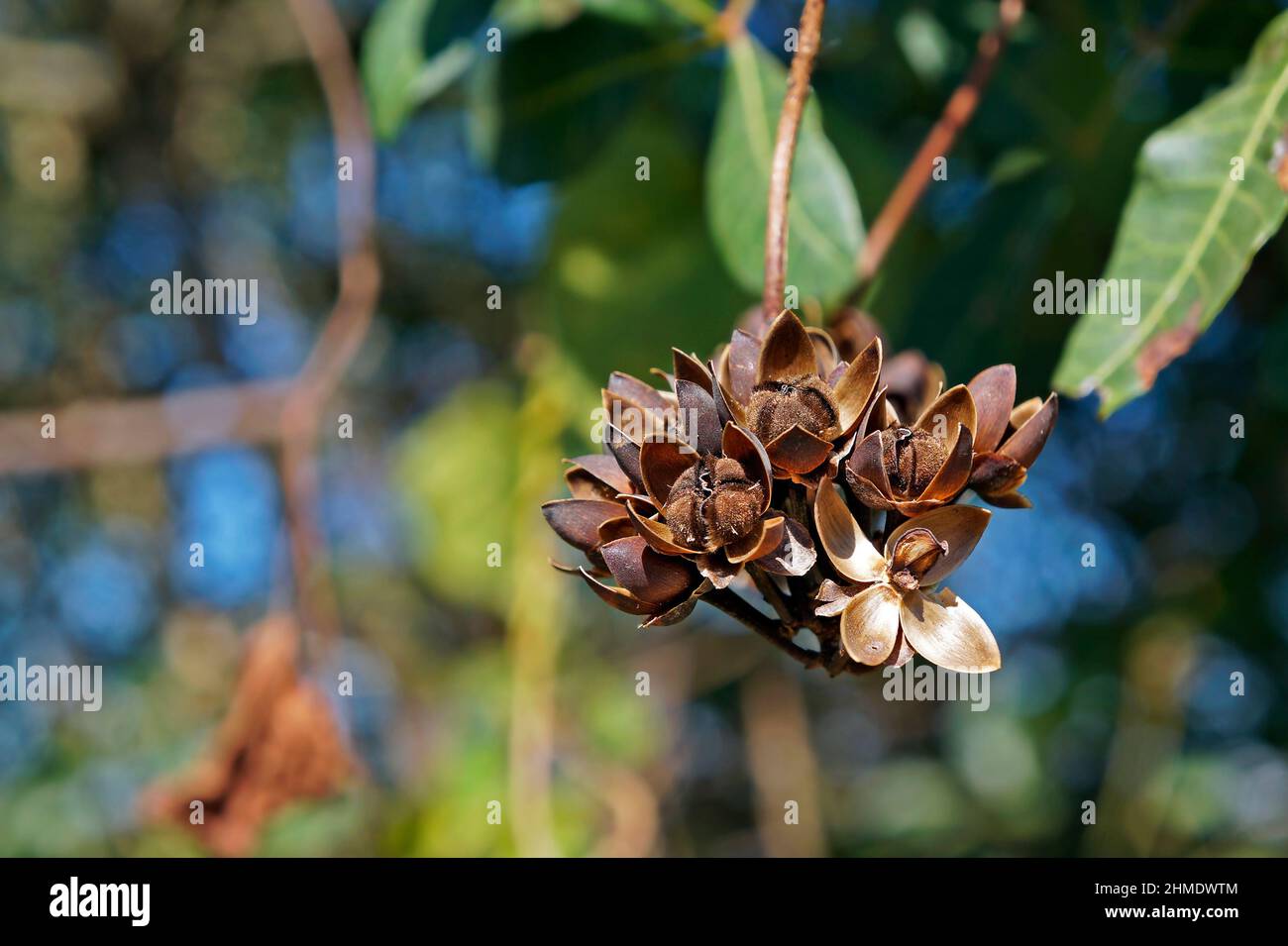 Dried seeds in the tropical rainforest Stock Photo - Alamy