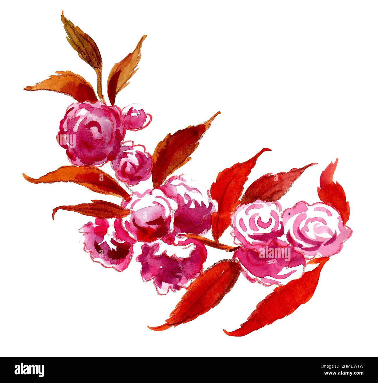 Blossoming cherry tree. Ink and watercolour drawing Stock Photo - Alamy
