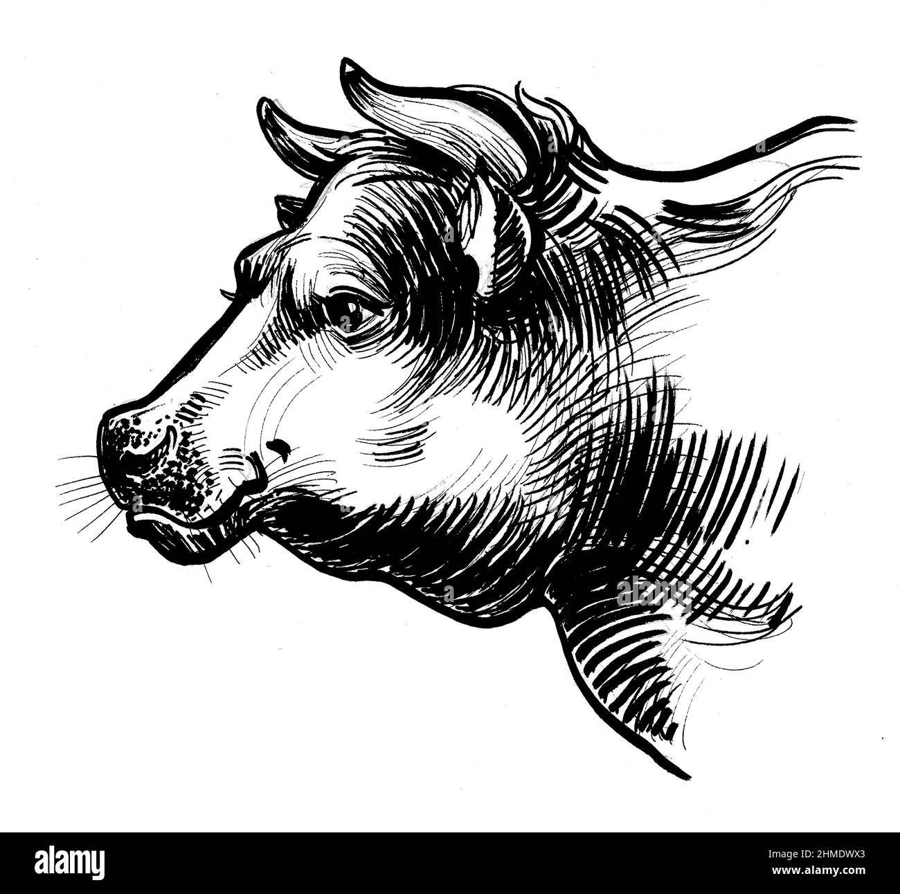 Bull head. Ink black and white drawing Stock Photo - Alamy