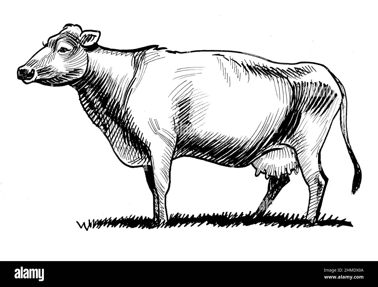 Standing milk cow. Ink black and white drawing Stock Photo - Alamy