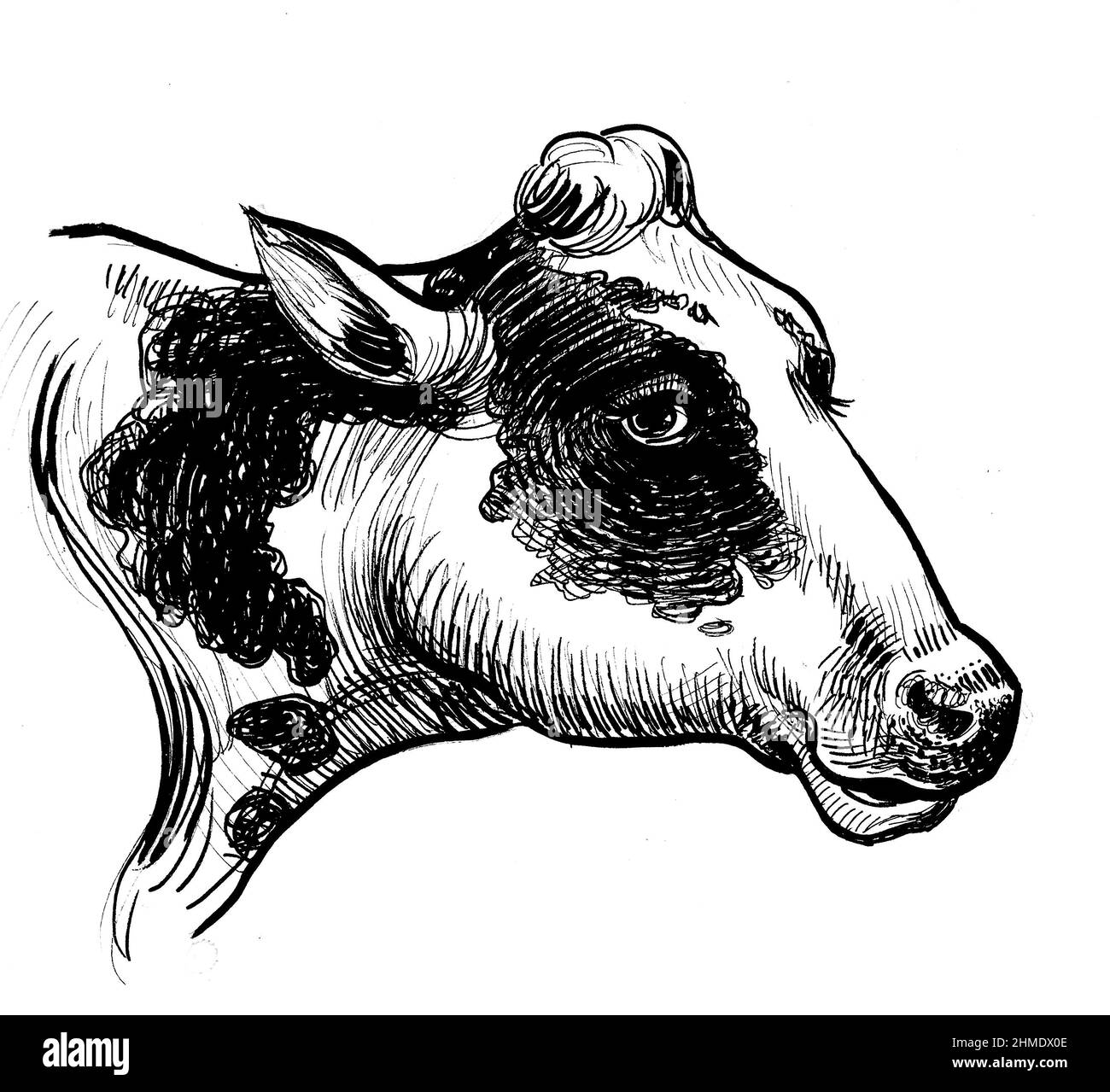 Milk cow head. Ink and watercolour drawing Stock Photo - Alamy