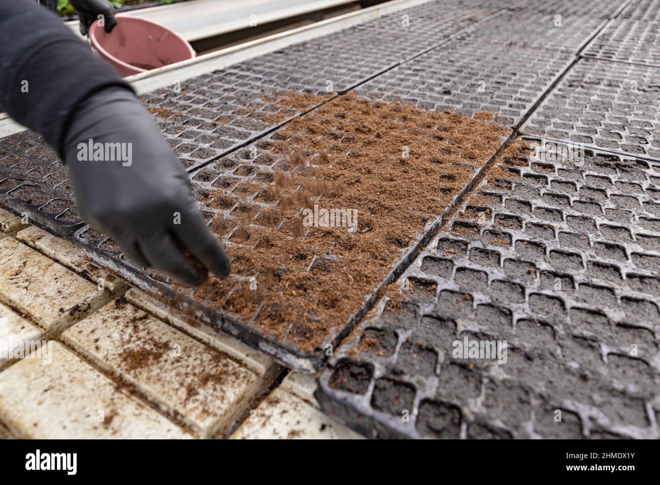 Worker putting seedling soil into a plastic trays for growing Stock ...
