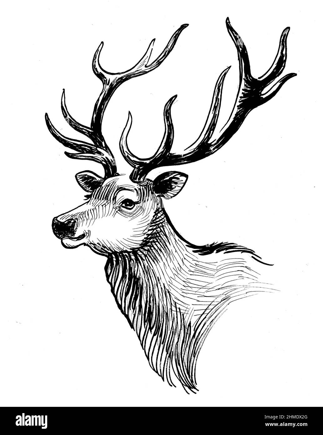 White Stag Drawing