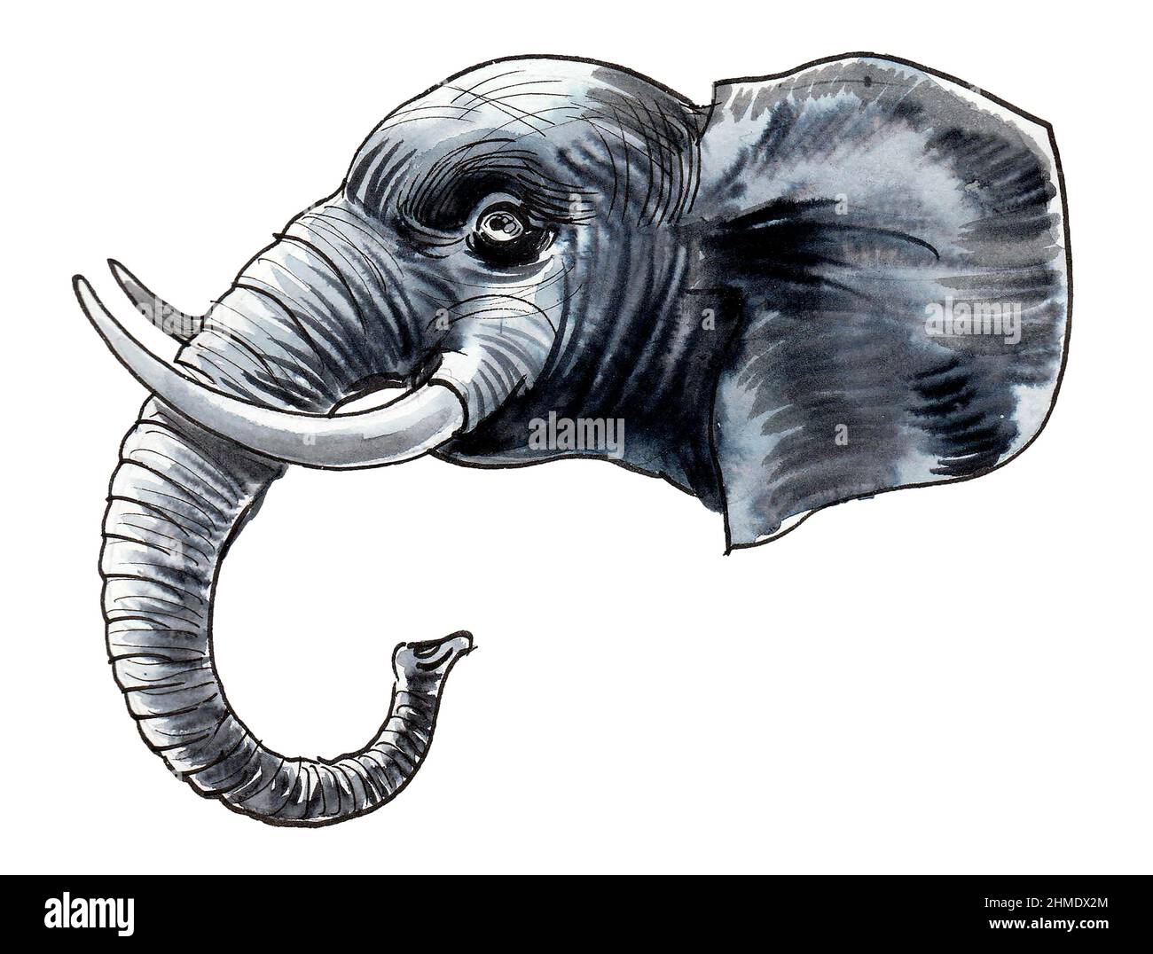 Elephant head. Ink and watercolour drawing Stock Photo - Alamy