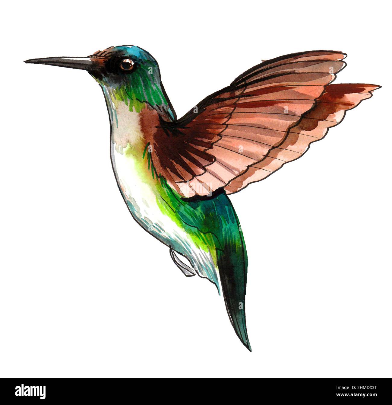 Flying humming bird. Ink and watercolour drawing Stock Photo - Alamy