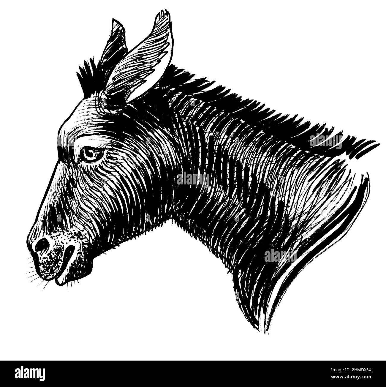 Mule clipart hi-res stock photography and images - Alamy