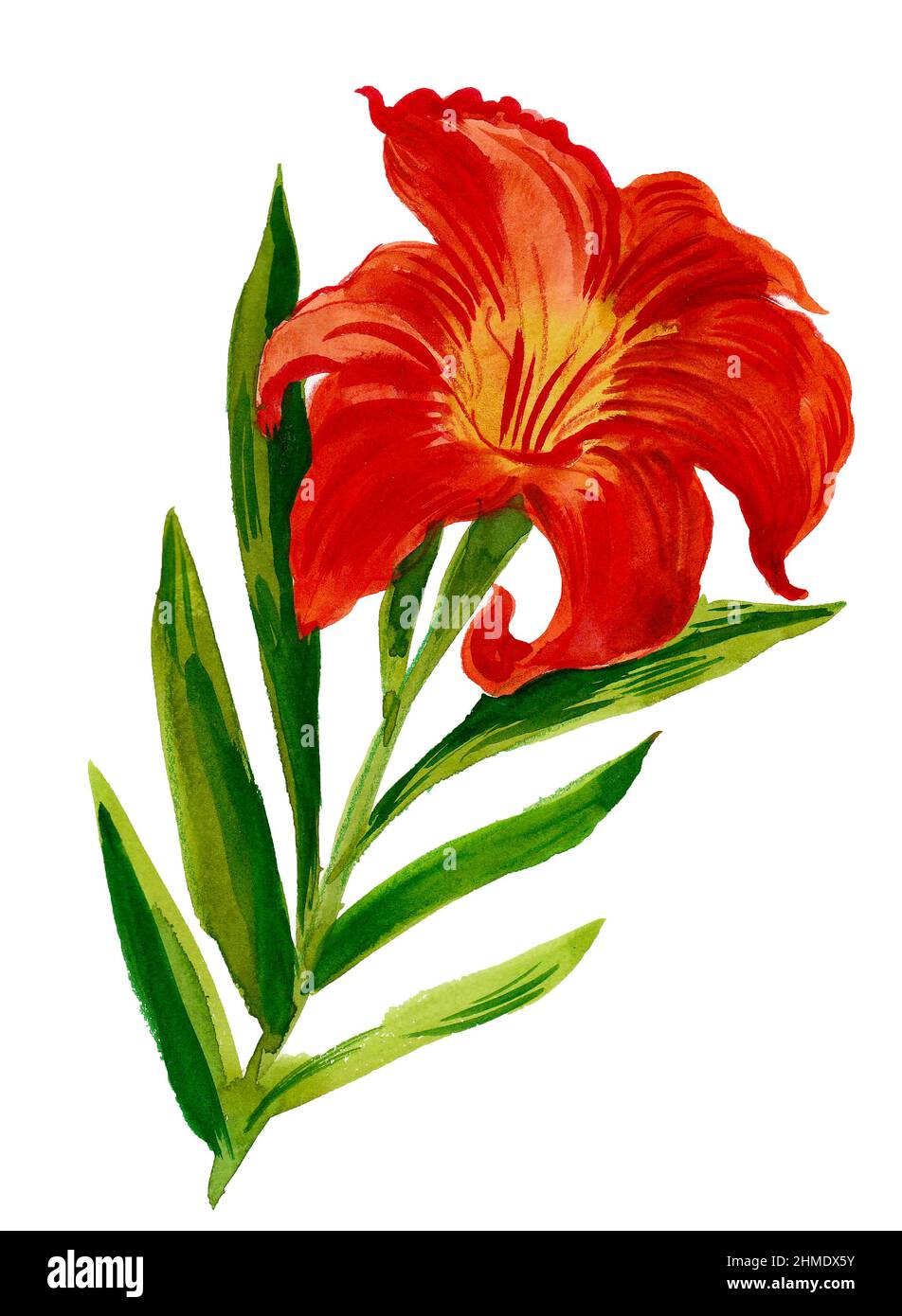 Watercolour lily Cut Out Stock Images & Pictures - Alamy