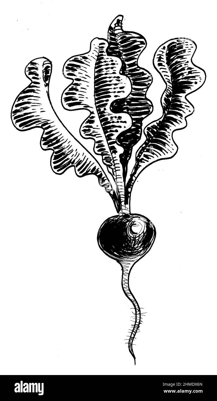 Radish root. Ink black and white drawing Stock Photo - Alamy