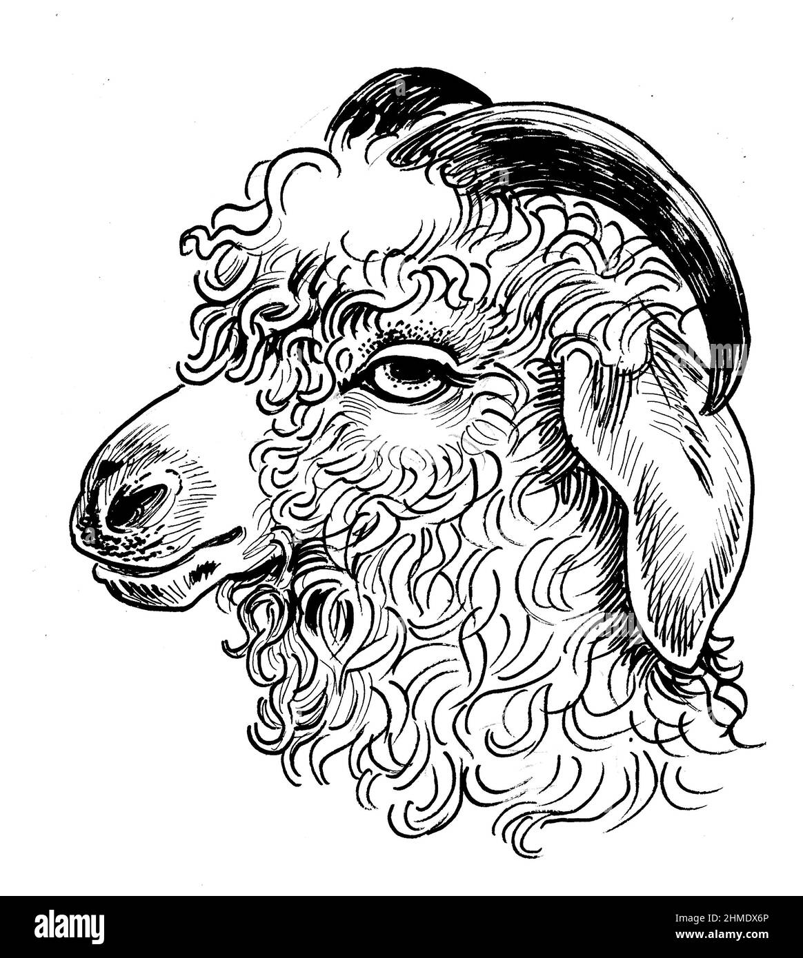 Ram head. Ink black and white drawing Stock Photo - Alamy