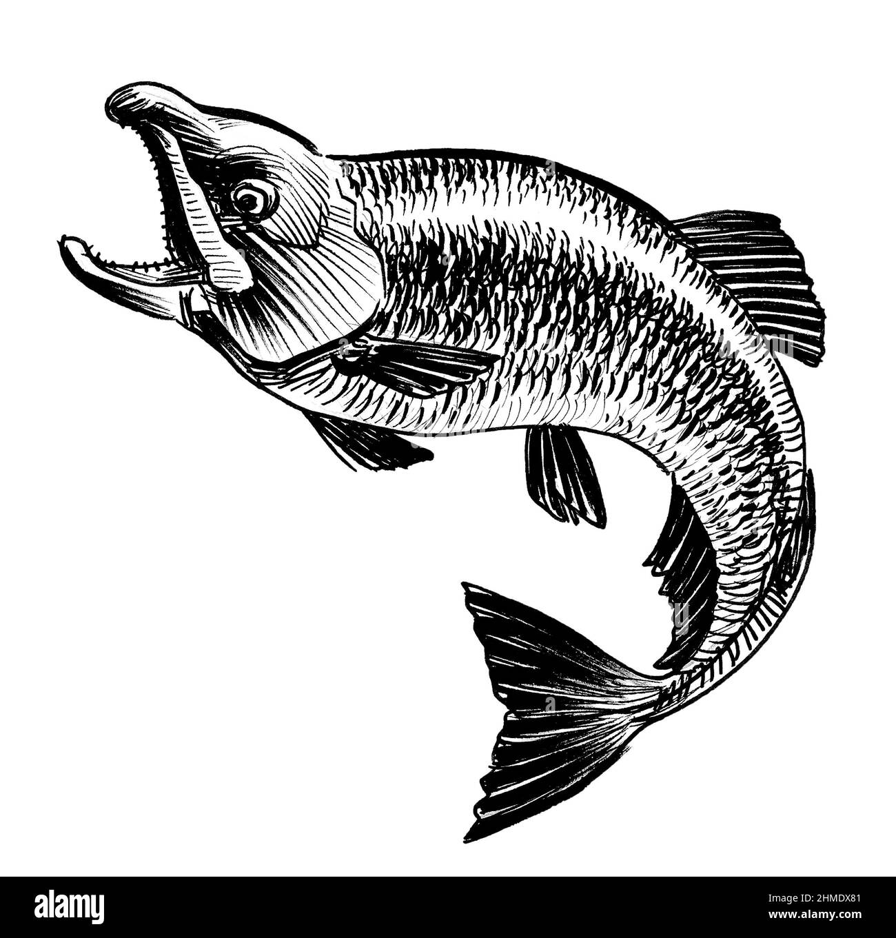 Ink salmon Cut Out Stock Images & Pictures - Alamy