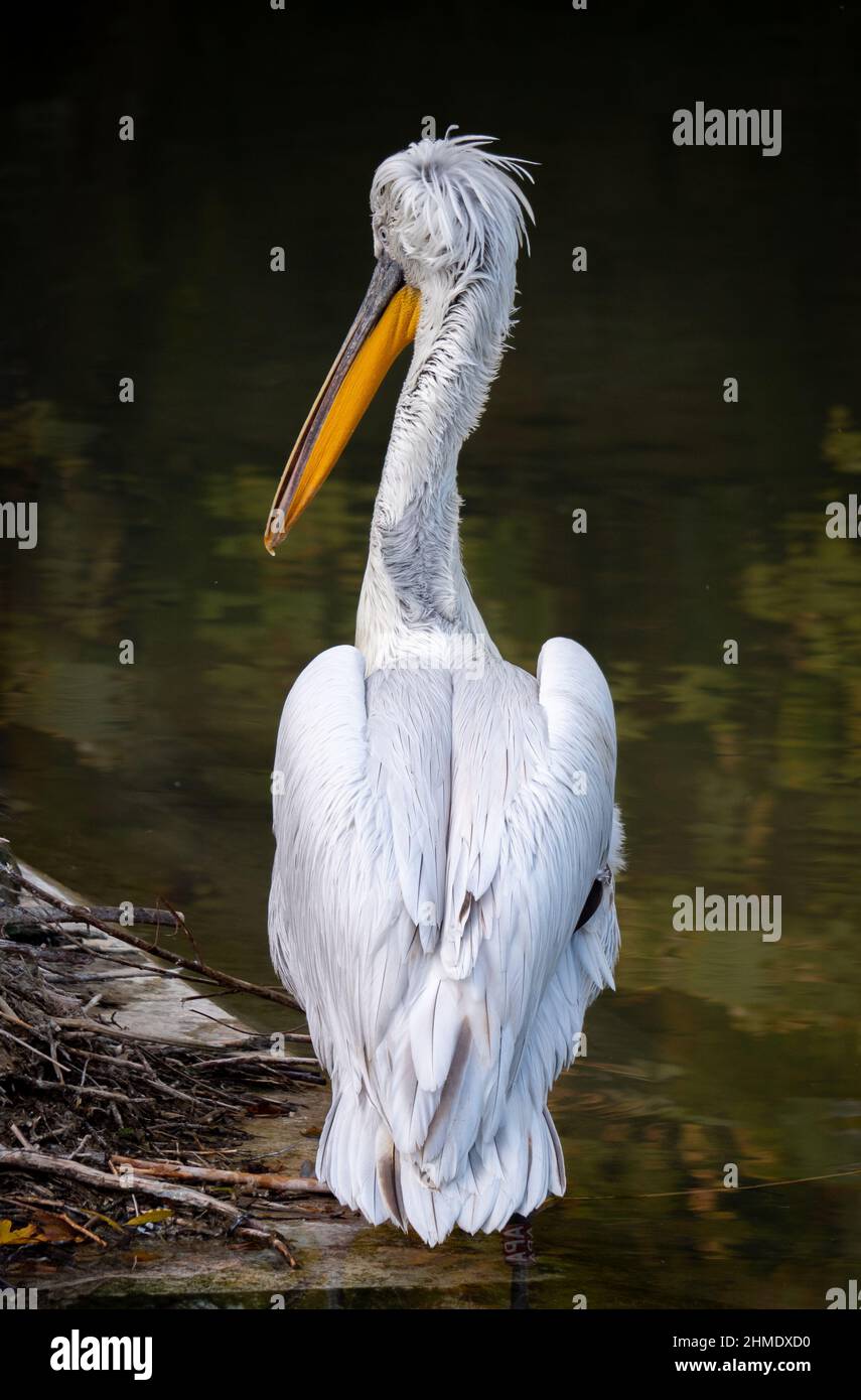 A pelican looks to the left with its back turned towards us and ...